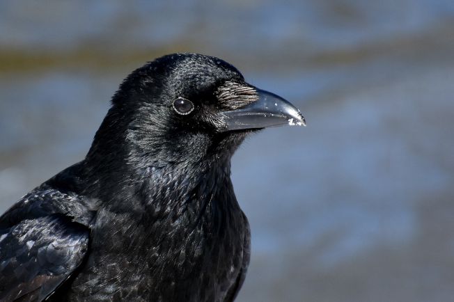 Ravens – June Molloy