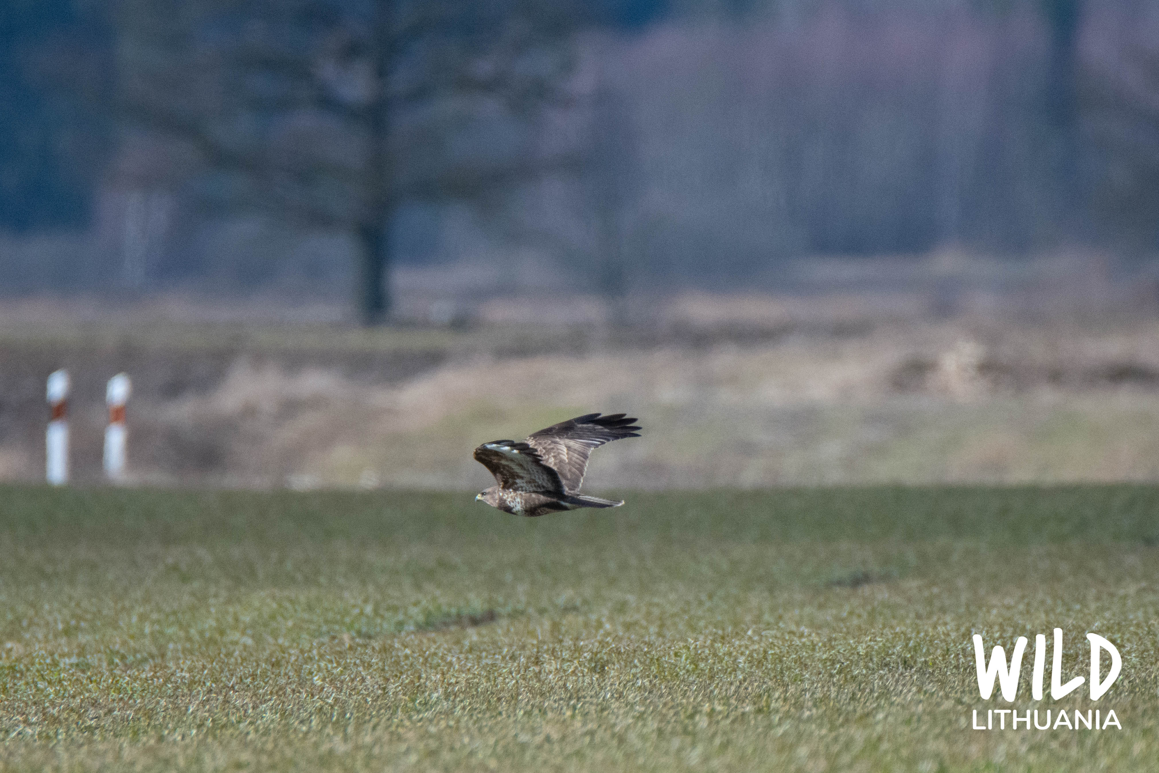 A Buzzard Soars – June Molloy