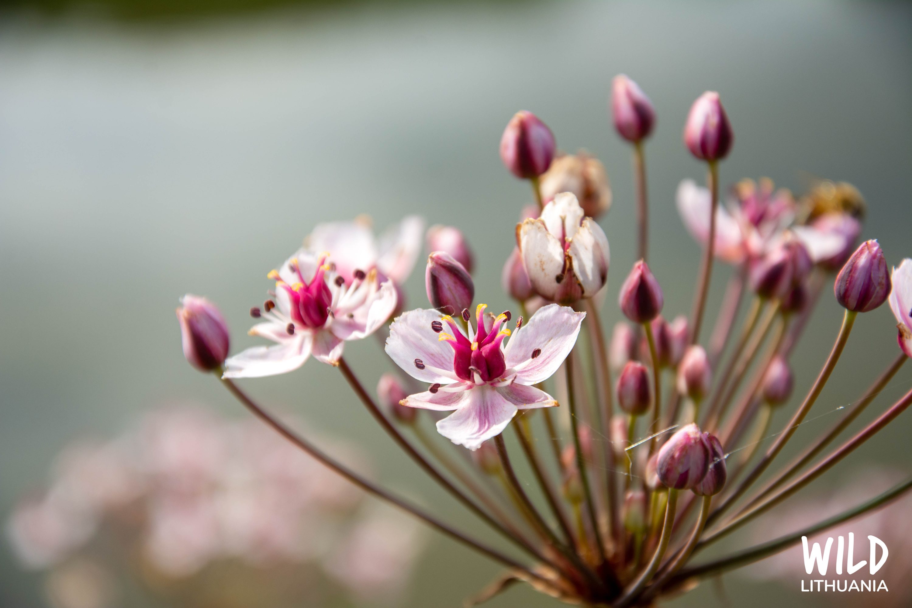 Flowering Rushes – June Molloy