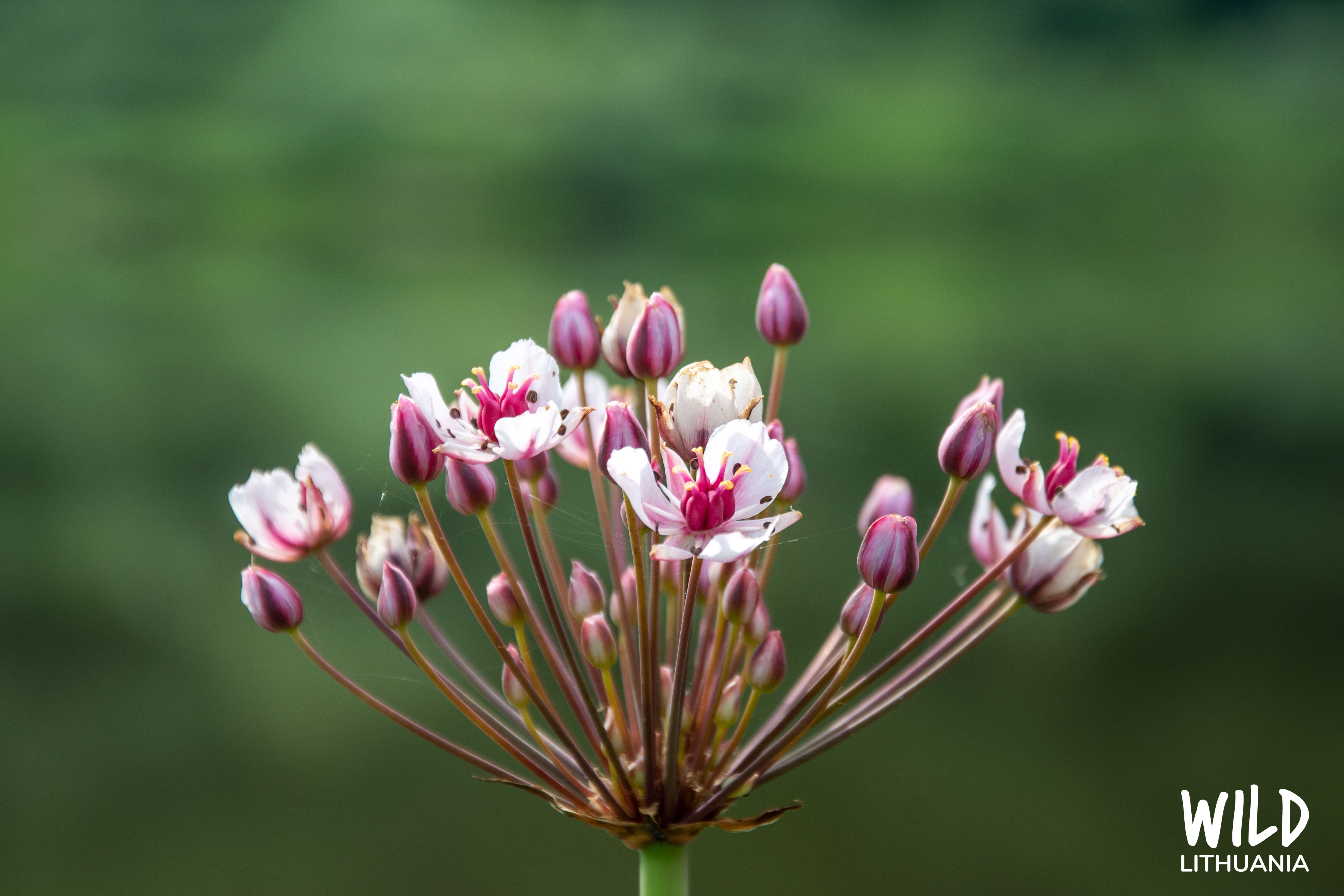 Flowering Rushes – June Molloy